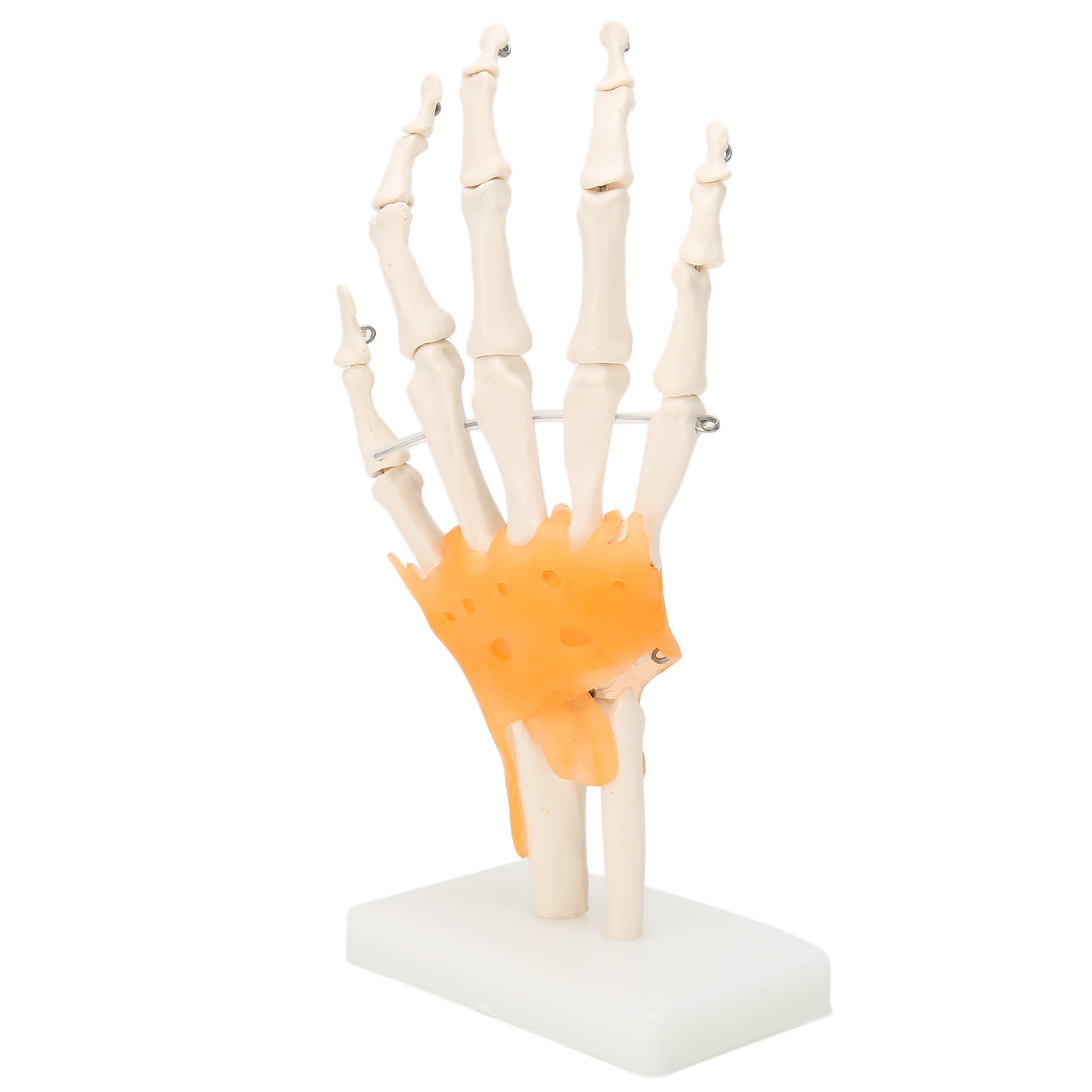 Hand Model, Show Details Clear Details Hand Joint Display Model For ...