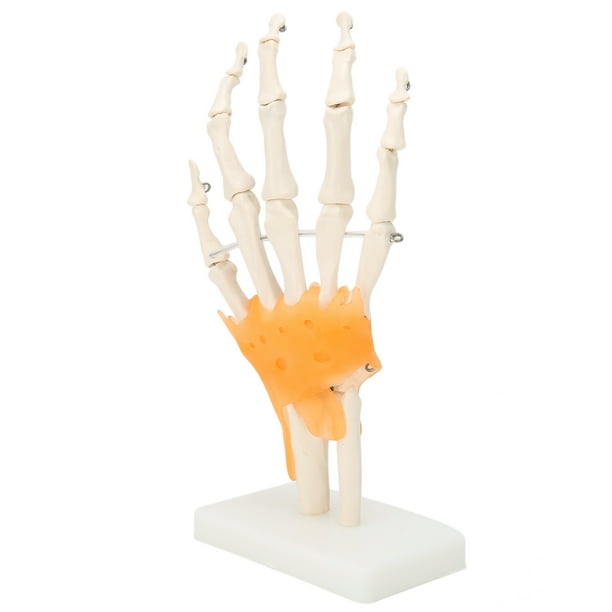 Hand Finger Joint Model,Human Hand Model Hand Hand Joint Model Hand ...