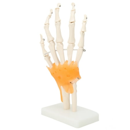 Hand Joint Display Model, Flexible Ligament Hand Joint Model Vivid For ...
