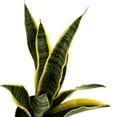 American Plant Exchange Snake Plant, Sansevieria Laurentii Yellow ...