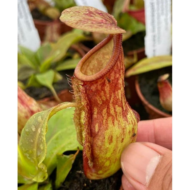 Hanging Pitcher Plant