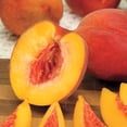 Trugold Peach Standard Dormant Bare Root Starter Fruit Tree (1-Pack ...