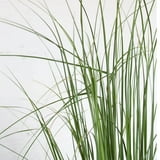 Expert Gardener Pampas Grass (2.5 Quart) Tall Ornamental Perennial with ...
