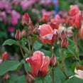 Heirloom Roses Orange Rose Plant - Douglas Gandy™ Shrub Rose - Live ...