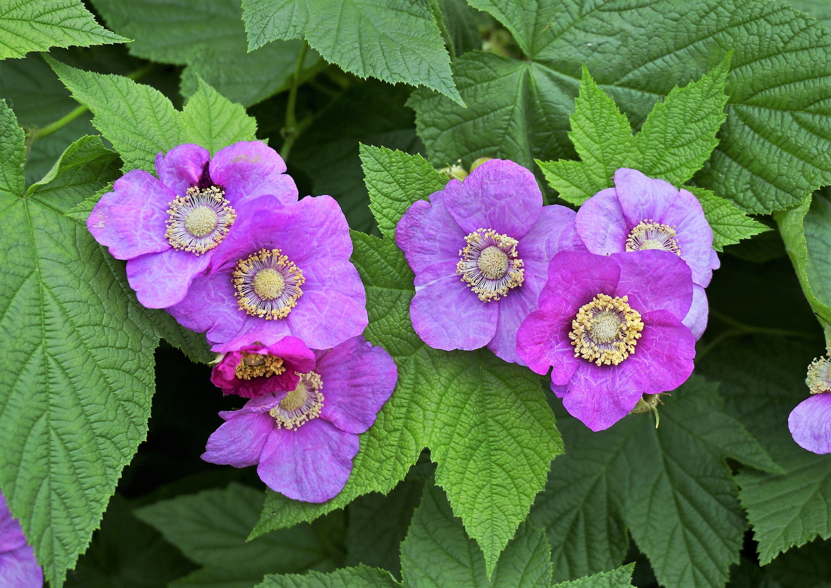 20 PURPLE FLOWERING RASPBERRY Thornless Edible Rubus Odoratus Fruit ...