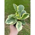 Variegated Peperomia obtusifolia, Marble Rubber Spoonleaf Plant ...