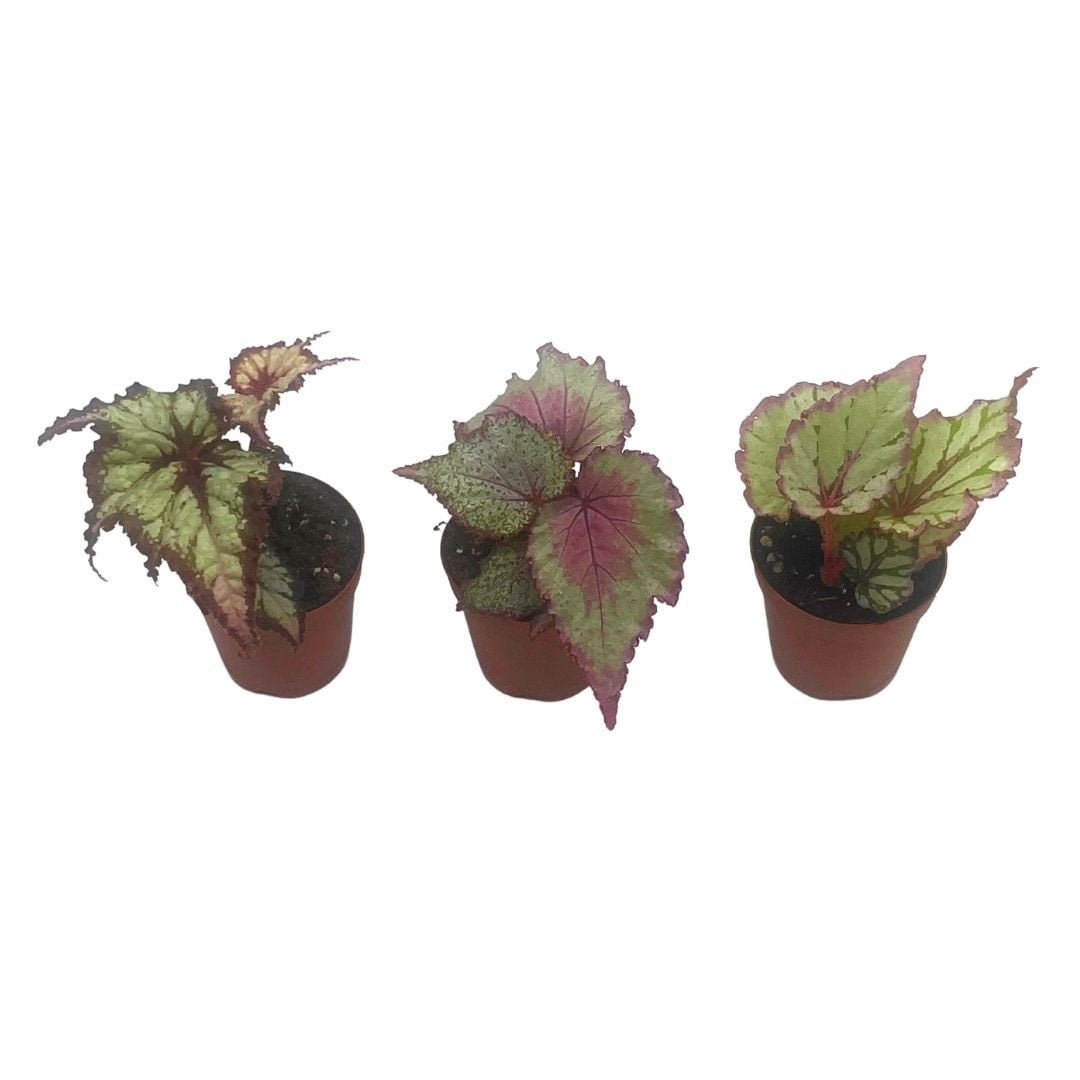 Buy Begonia Rex Assortment, in 2 inch pots, set of 3, tiny cute begonia ...