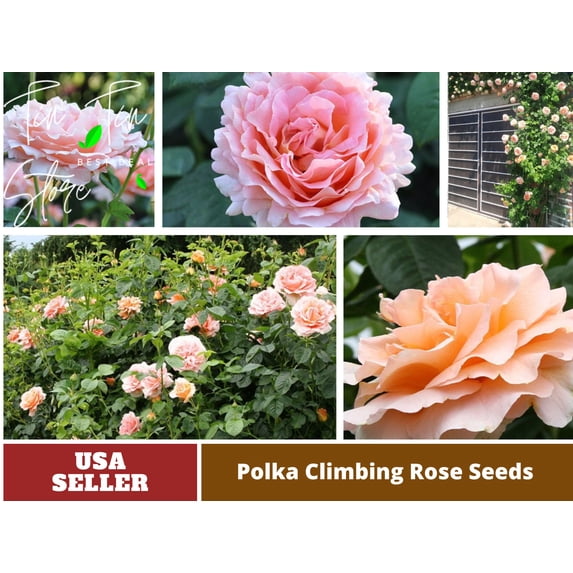 30 Rare Seeds| Polka Climbing Rose Seeds #1025 | Seeds, Herbal Seeds ...