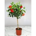 Tropical Plants of Florida 38" to 44" Braided Double Red Hibiscus Tree ...