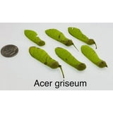 Paperbark Maple Tree Seeds for Planting - Stunning Peeling Cinnamon ...