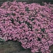 500 PINK ROCK SOAPWORT Saponaria Ocymoides Flower Seeds - Walmart.com