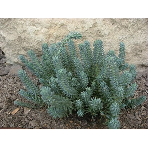 Blue Spruce Sedum - Hardy Perennial Groundcover - 48 Plants - 1 3/4 ...