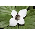 Seedville USA 15 Western Bunchberry Seeds, Alaskan Dogwood, White ...