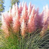 "CZ Grain Giant Pink Pampas Grass Seeds, 100 Count, Ornamental Grass ...