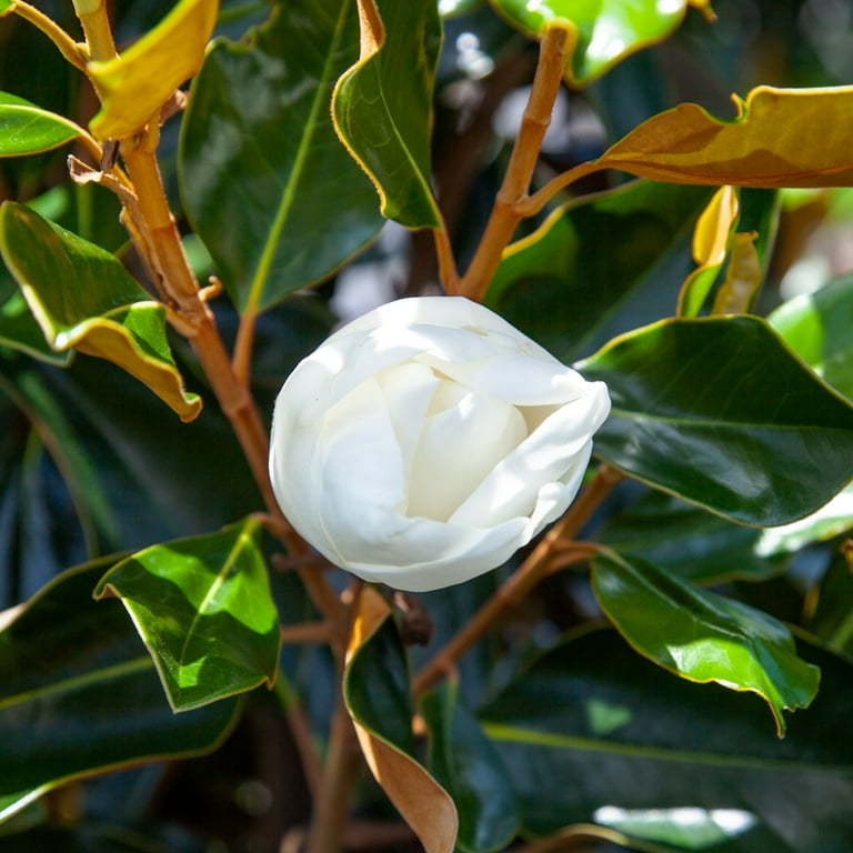 White Magnolia Tree