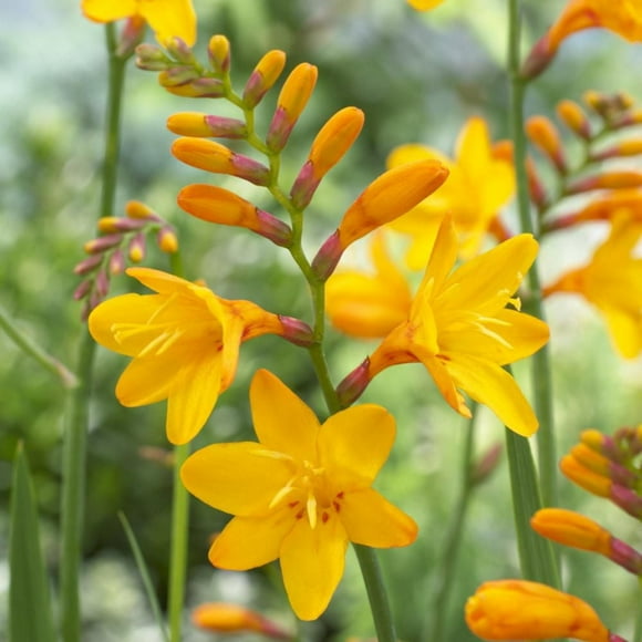 Bulbes de fleurs | Walmart Canada