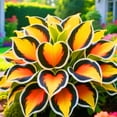 Colorful Hostas Garden Landscape Foliage Decor-Outdoor Ornament for ...