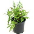1 gal Autumn Live Fern Plant - Walmart.com