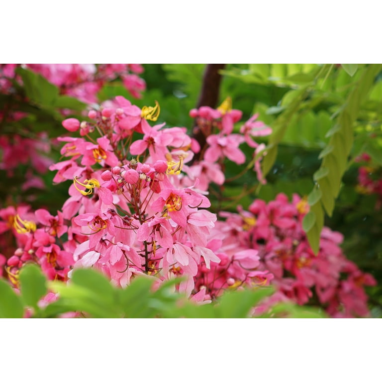 Pink Cassia Tree