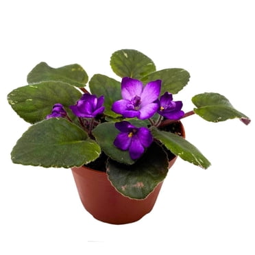 Harmony Foliage African Violet Smokey Moon 4 inch Gesneriad - Walmart.com