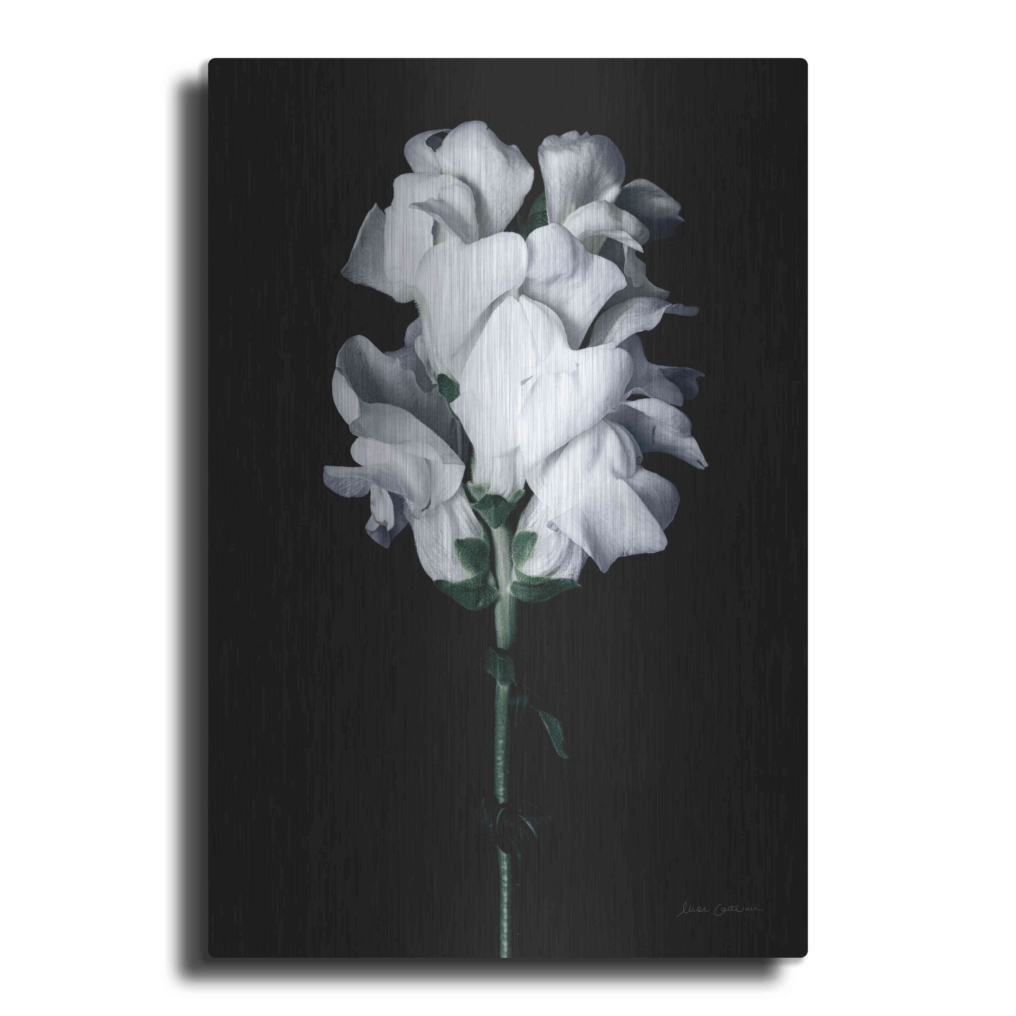 Luxe Metal Art 'White Snapdragon' by Elise Catterall, Metal Wall Art ...