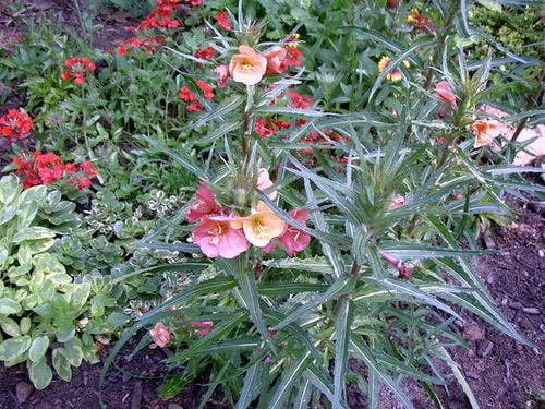 10 SUNSET BOULEVARD PRIMROSE Orange Evening Blvd Oenothera Versicol ...