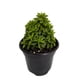 Taco Leaf Peperomia - Peperomia axilaris - Easy Succulent Houseplant ...
