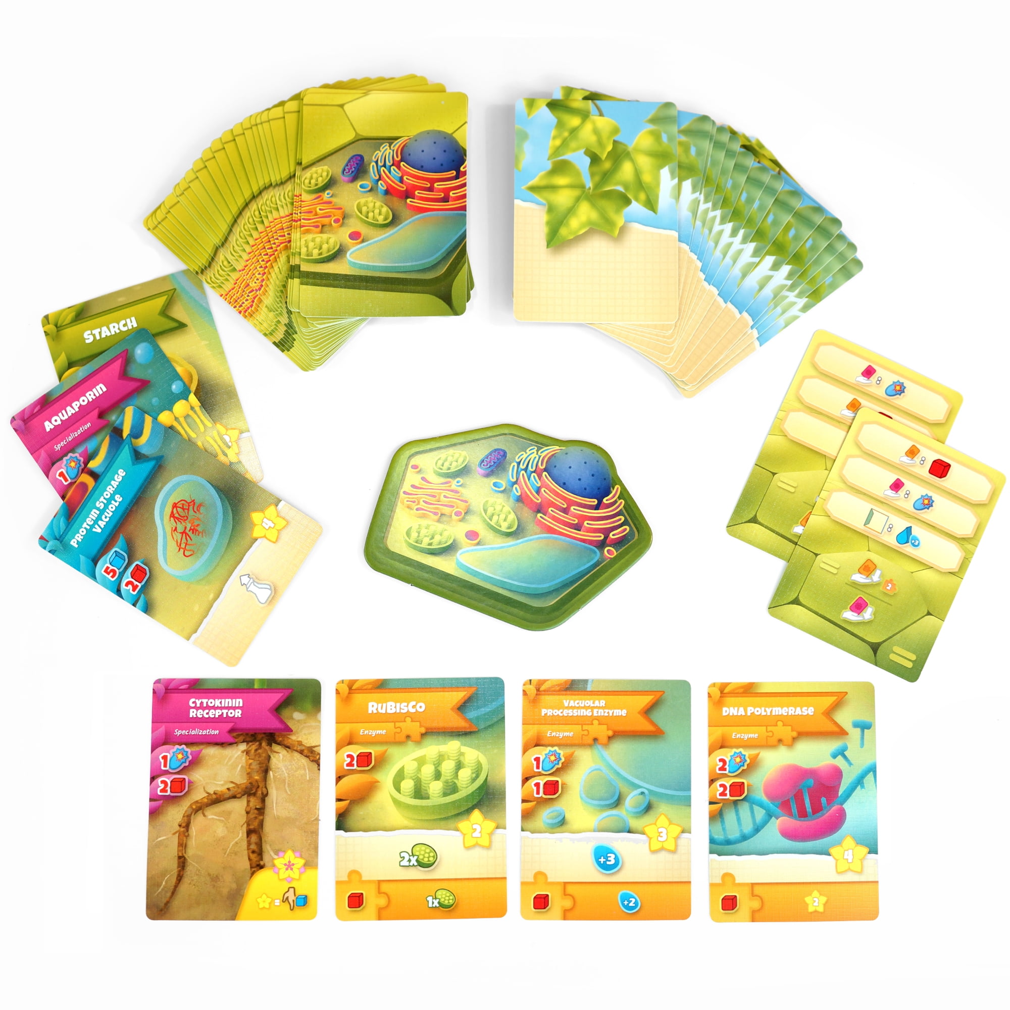 Buy Cellulose: A Plant Cell Biology Game | Family Board Game for Kids ...