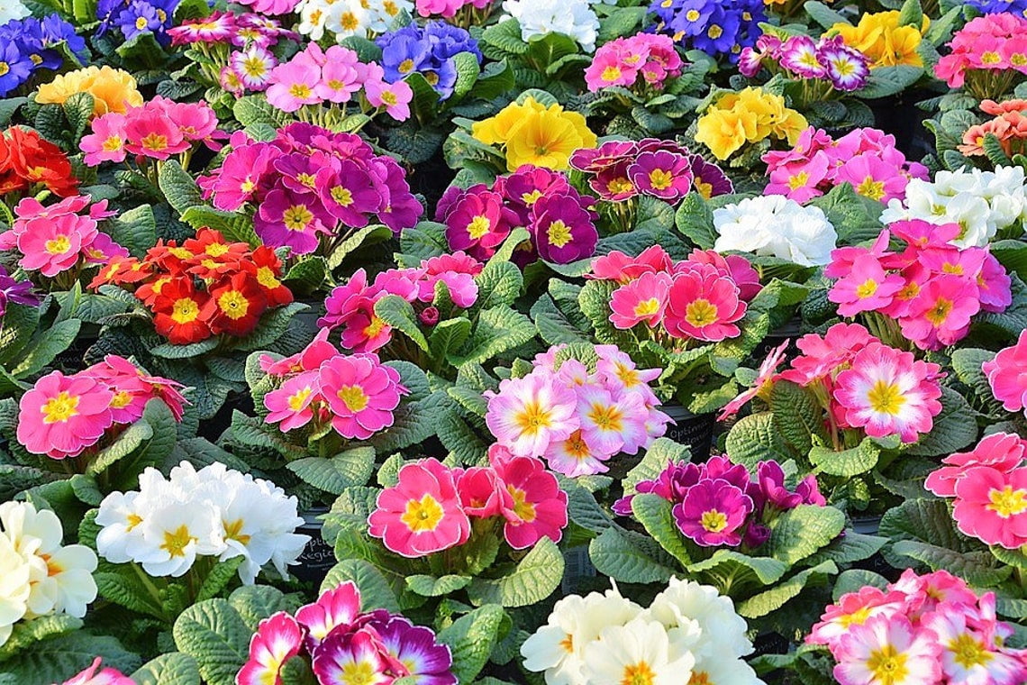 Primula 50 Seeds Vulgaris Yard, Garden & Outdoor Living WO10089692