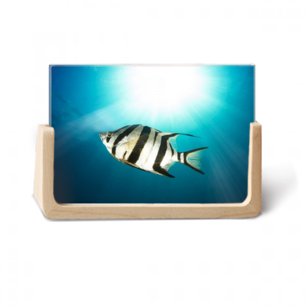 Fish Photo Frames