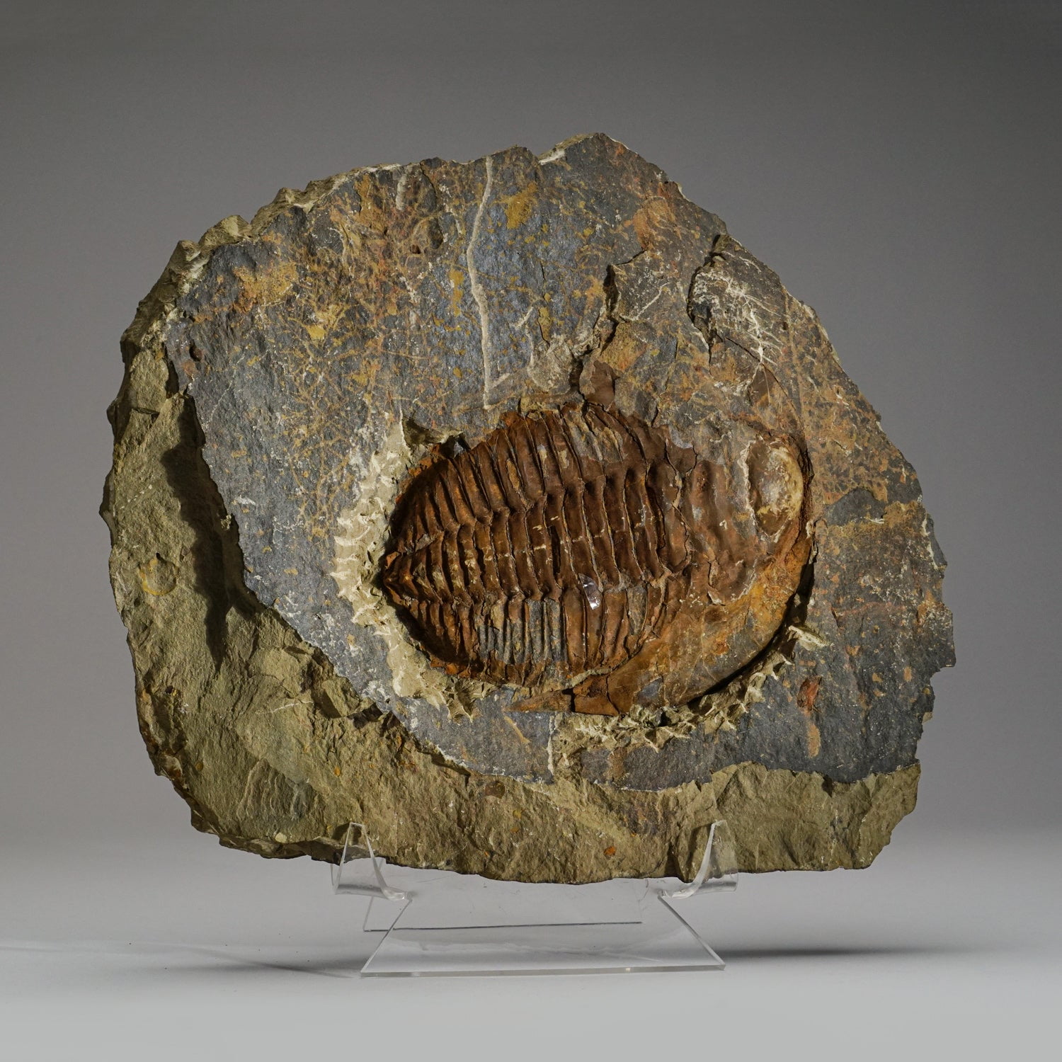 Genuine Trilobite (Ptychopariida) fossil on Matrix with acrylic display ...