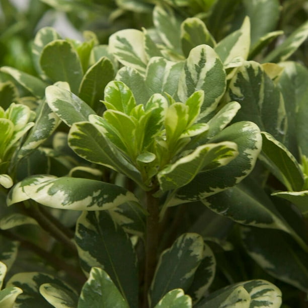 Variegated Pittosporum 'Japanese Mock Orange' (2.5 Quart) Evergreen ...