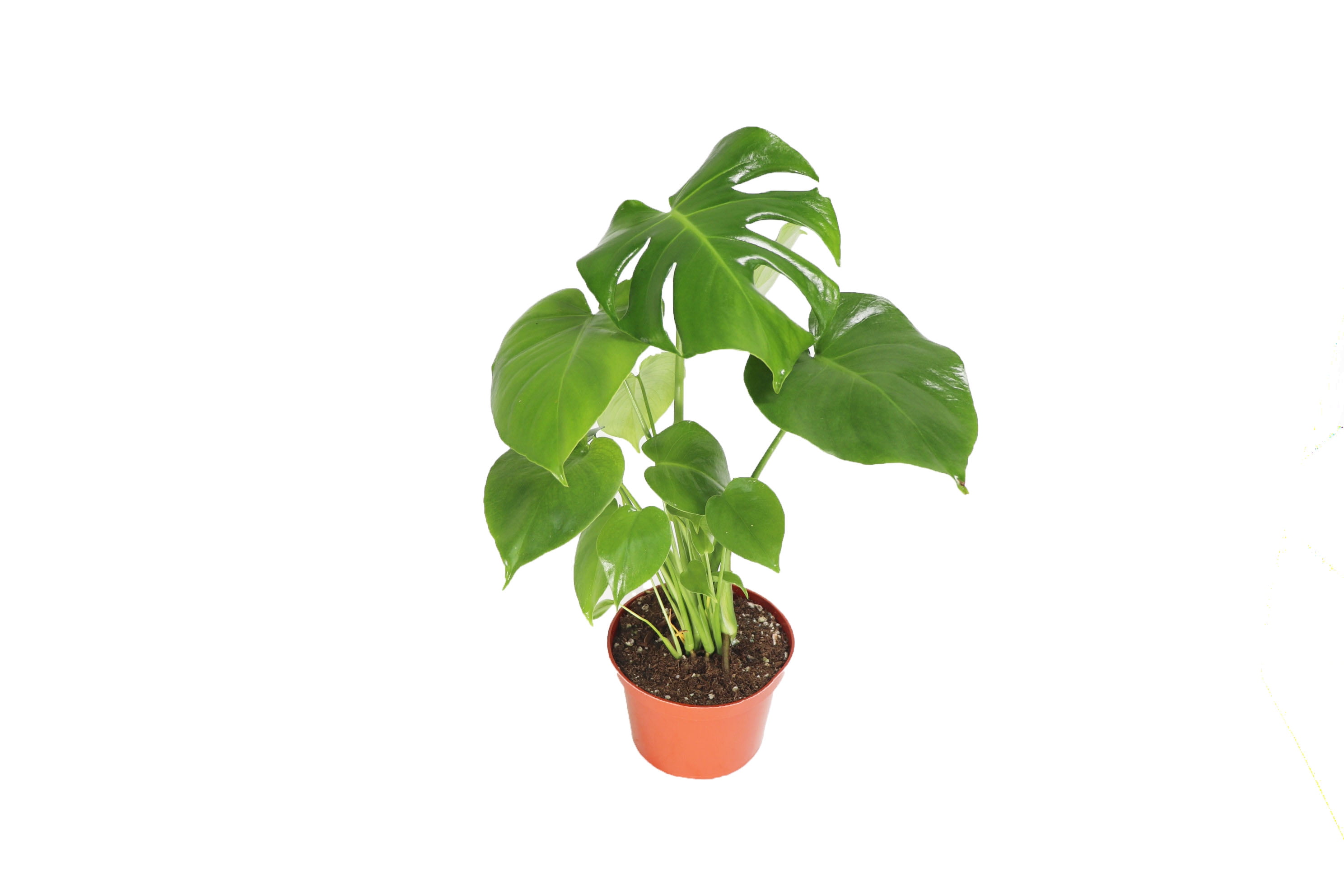 Monstera Split Leaf - 6" from California Tropicals - Walmart.com