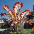 Giant Elephant Ear For Planting Ideal for Gardening Deer Resistant ...