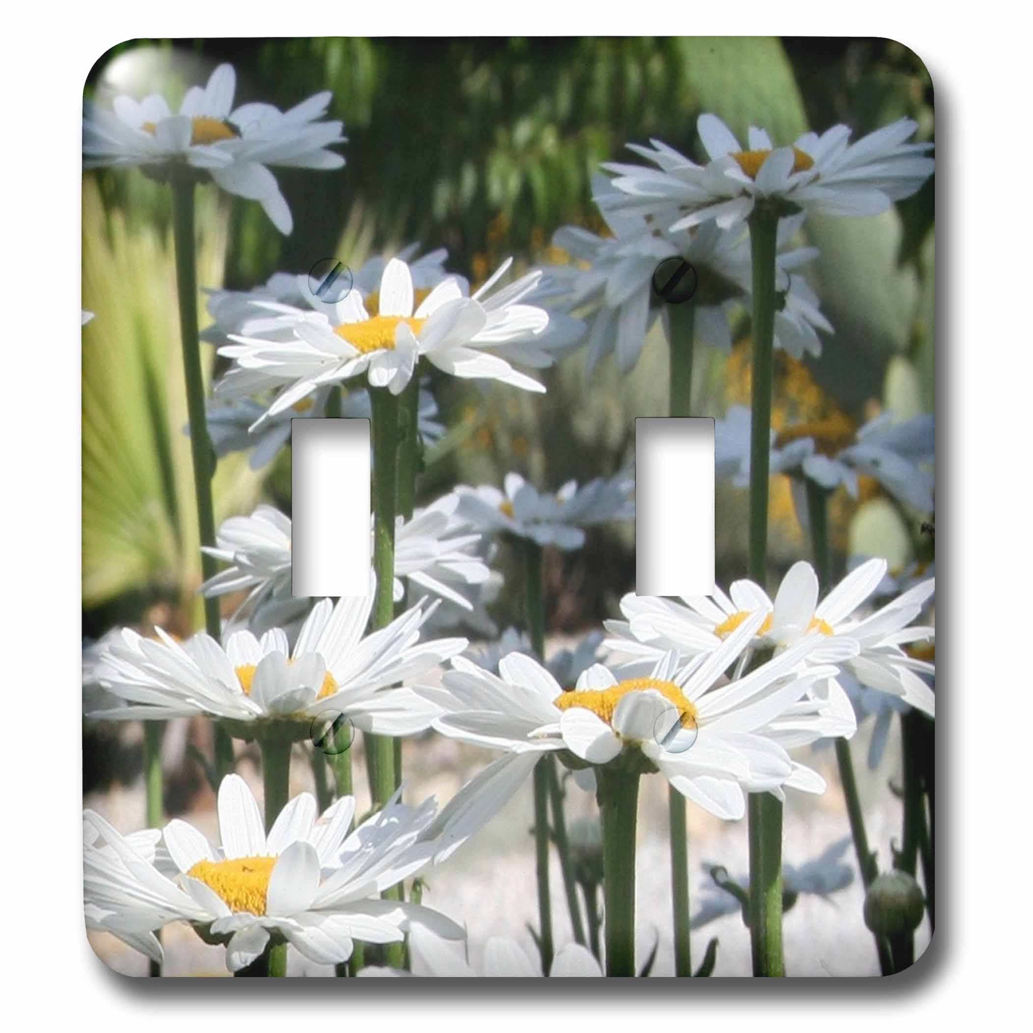 A sideview photograph of tall large daisies in a garden setting double ...