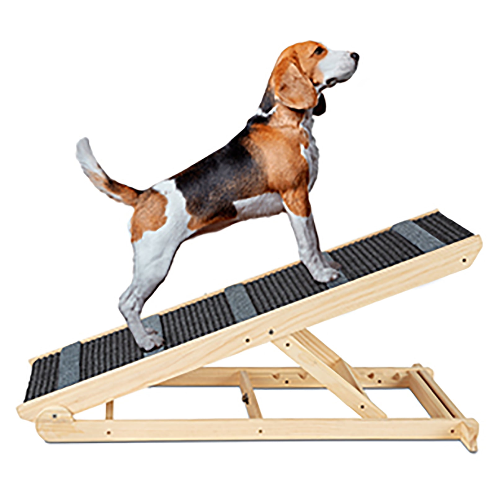 How Long Until A Dog Reaches Full Size