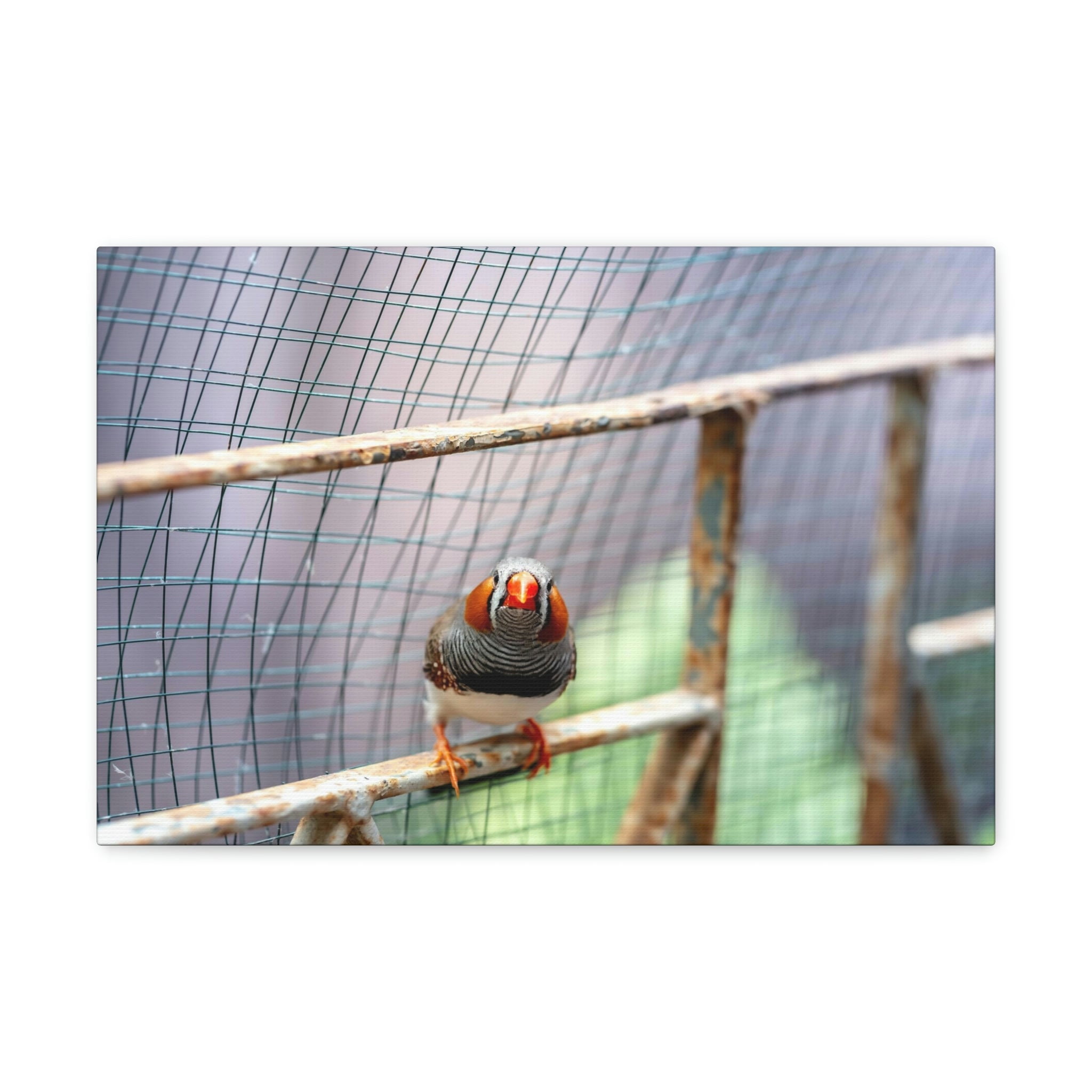 Funny Zebra Finch Silly Zebra Finch Scene Outside Wall Art Ready to ...