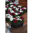 Expert Gardener 4PK Dianthus Various Colors Live Plant - Walmart.com