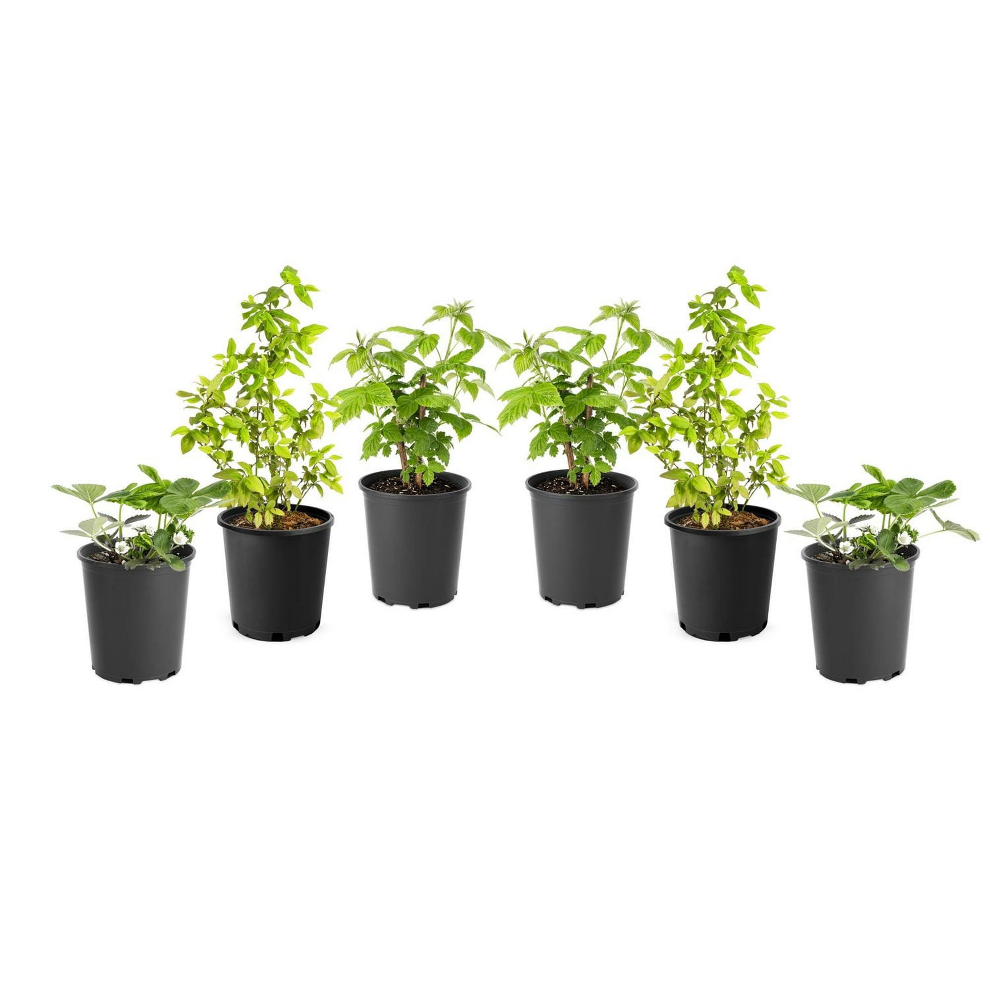 Click here for Landscp Essentials 1 Gallon (3.8l) Fruit Mix 6 Pac... prices