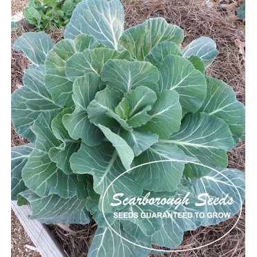 Collard Greens, Vates Heirloom Seeds - Walmart.com
