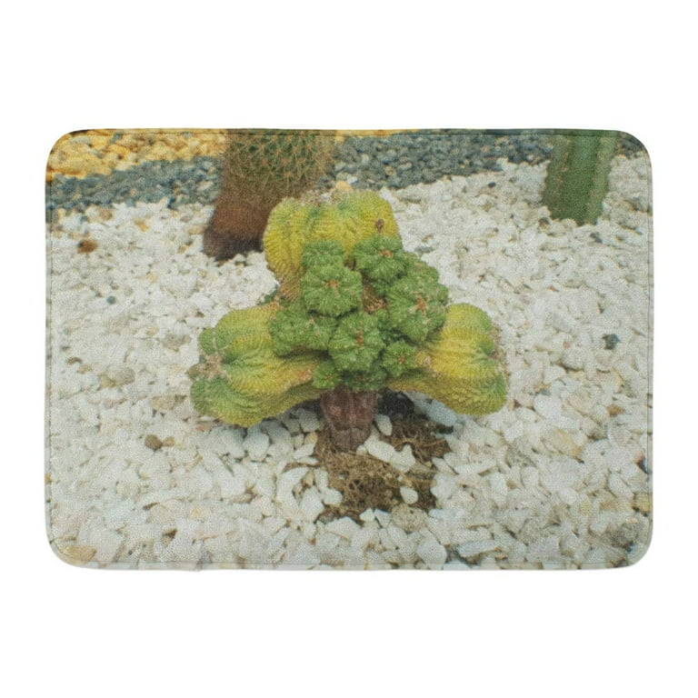 Dried Peyote Buttons