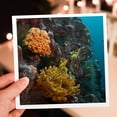 3drose, Marine Life, Sponges, Invertebrate, Galapagos Islands - Sa07 ...