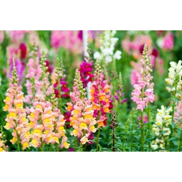 Snapdragon Flower Seeds - Sonnet Series F1 - 1000 Seeds - Crimson ...