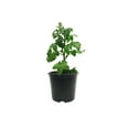 1 Gal. Durable Plastic Gardening Grow Plant Containers, Nursery Pots ...
