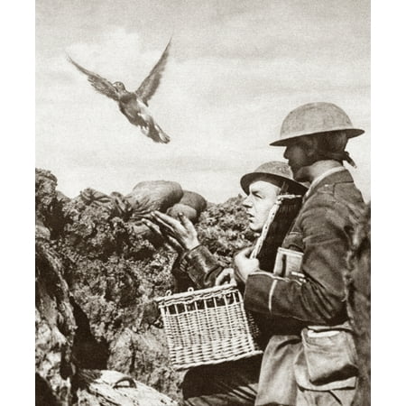 Wwi: Carrier Pigeon. /Na Carrier Pigeon Being Released To Carry A ...