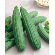 Teddybear Dill Dwarf Fernleaf Dillweed Pickling Pickles Premium Seeds ...