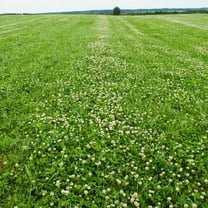 TomorrowSeeds - Dutch White Clover Seeds - 1000+ Count - For 2026 ...