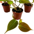 Philodendron Micans Heart Leaf Philo hederaceum, 2 inch Set of 3, Tiny ...