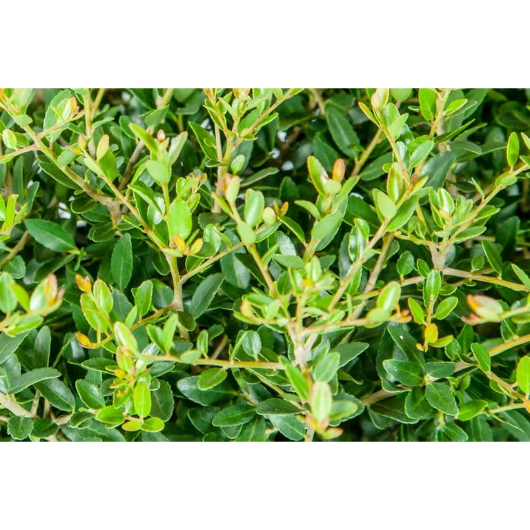 Dwarf Yaupon Holly Live Gallon Size Plants Ilex Schilling, 48% OFF