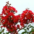 National Plant Network 3 gal. Crape Myrtle Bellini Strawberry Shrub ...